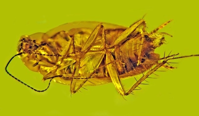 Hallan la primera cucaracha fósil con espermatozoides dentro de un ...