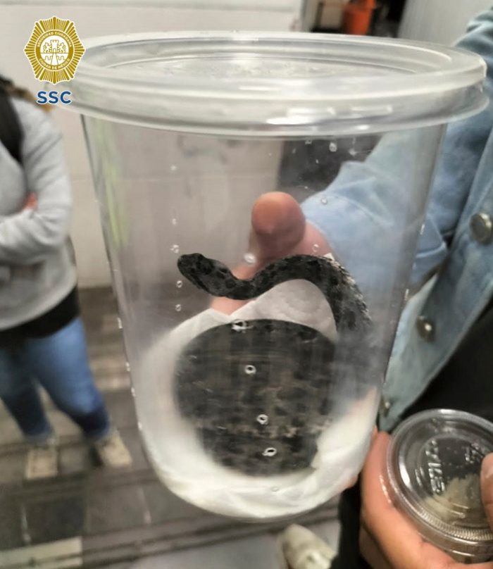 Resguardan víbora de cascabel en Línea 2 del Metro CDMX; la iban a ...