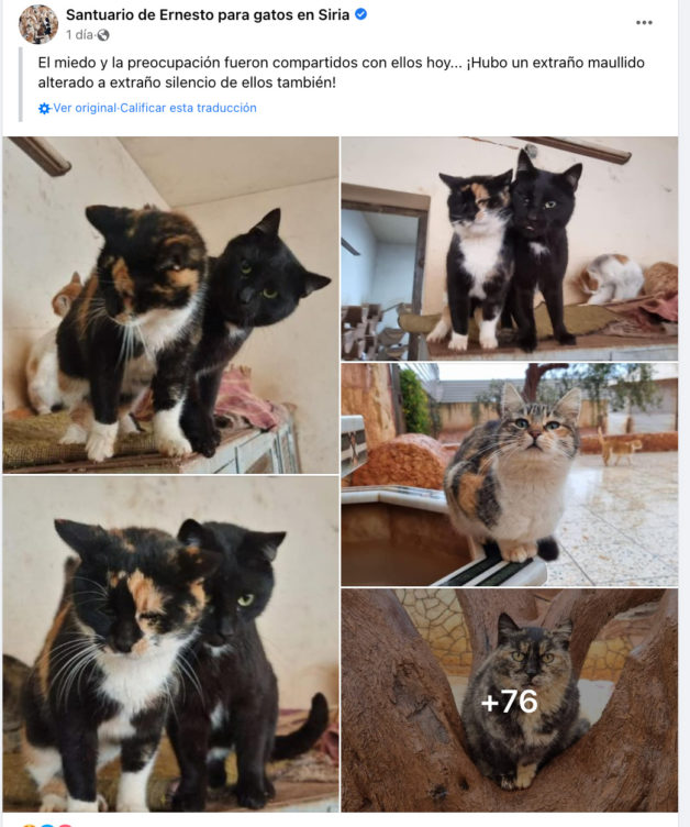 'El cat man' de Alepo y su santuario de gatos, a salvo tras terremoto ...