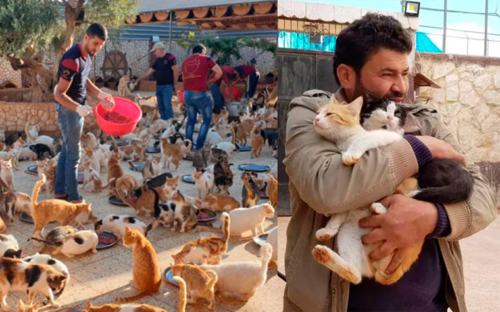 'El cat man' de Alepo y su santuario de gatos, a salvo tras terremoto ...