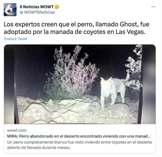 Perro abandonado se unió a jauría de coyotes para sobrevivir ...