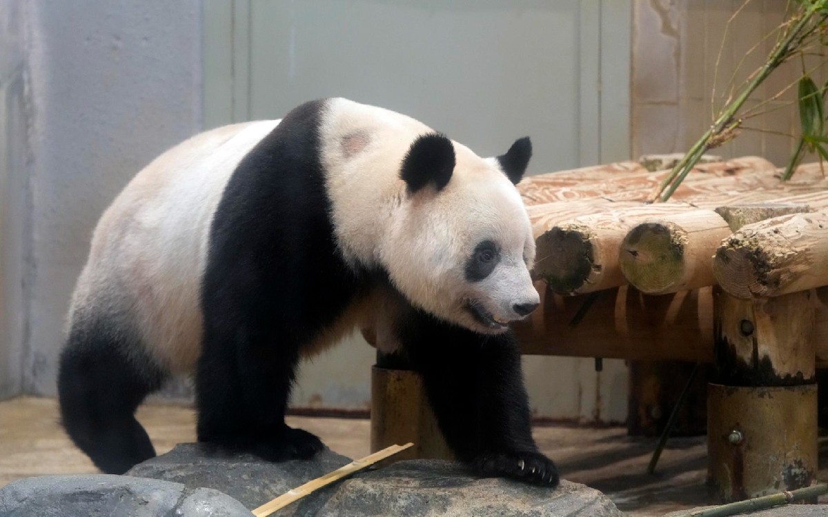Japón despide a la panda Xiang Xiang antes de viajar a China ... Japón despide a la panda Xiang Xiang antes de viajar a China ...