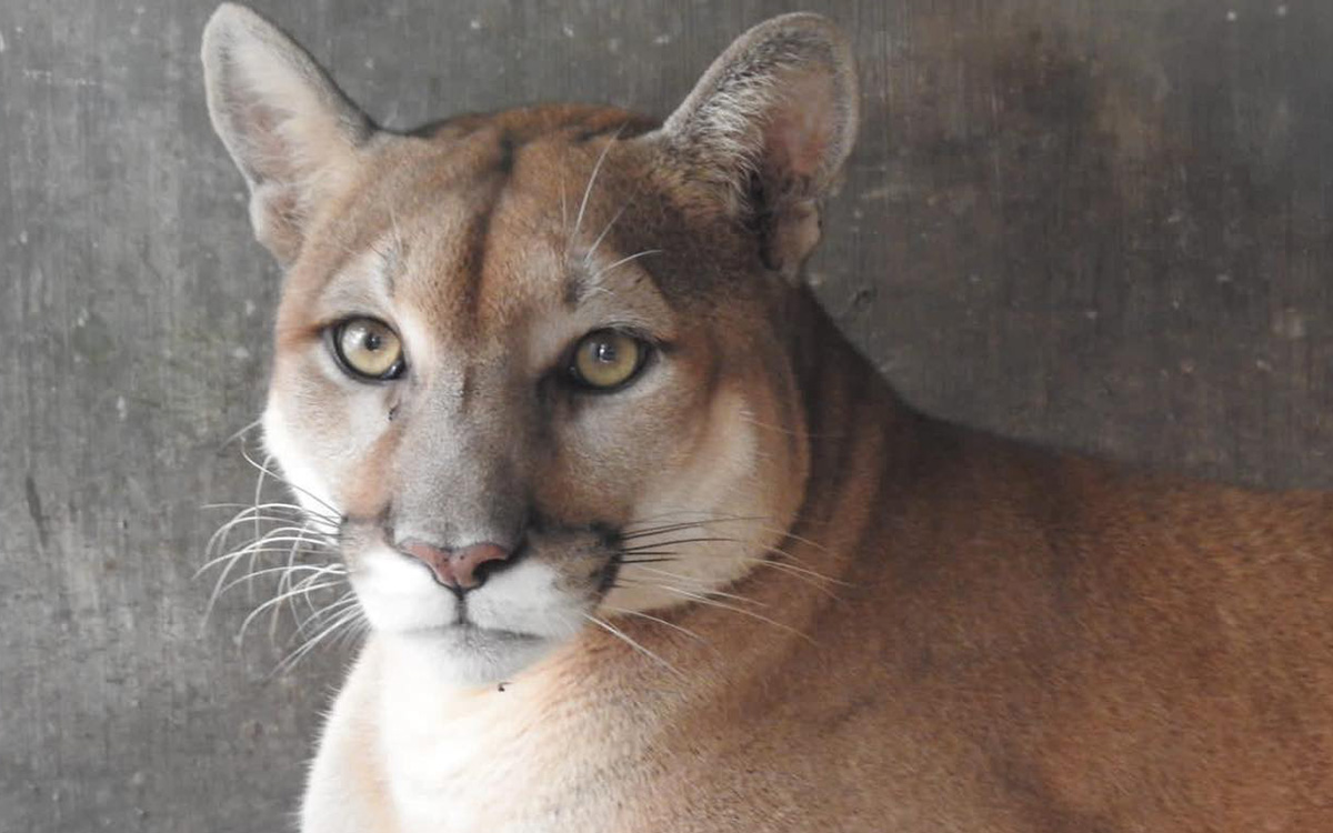 Conoce a la puma 'Chaká', es la nueva huésped del ZooMAT en Chiapas ...