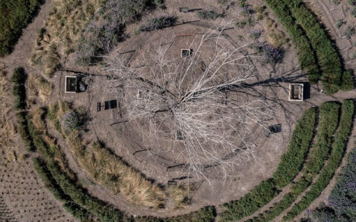 Ahuehuete de Reforma se reubicará en vivero de Nezahualcóyotl ...