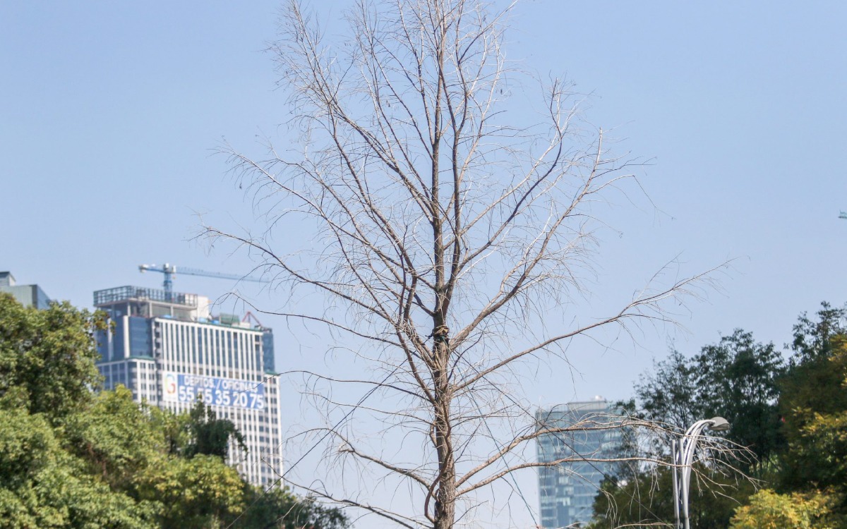 Ahuehuete de Reforma se reubicará en vivero de Nezahualcóyotl ...