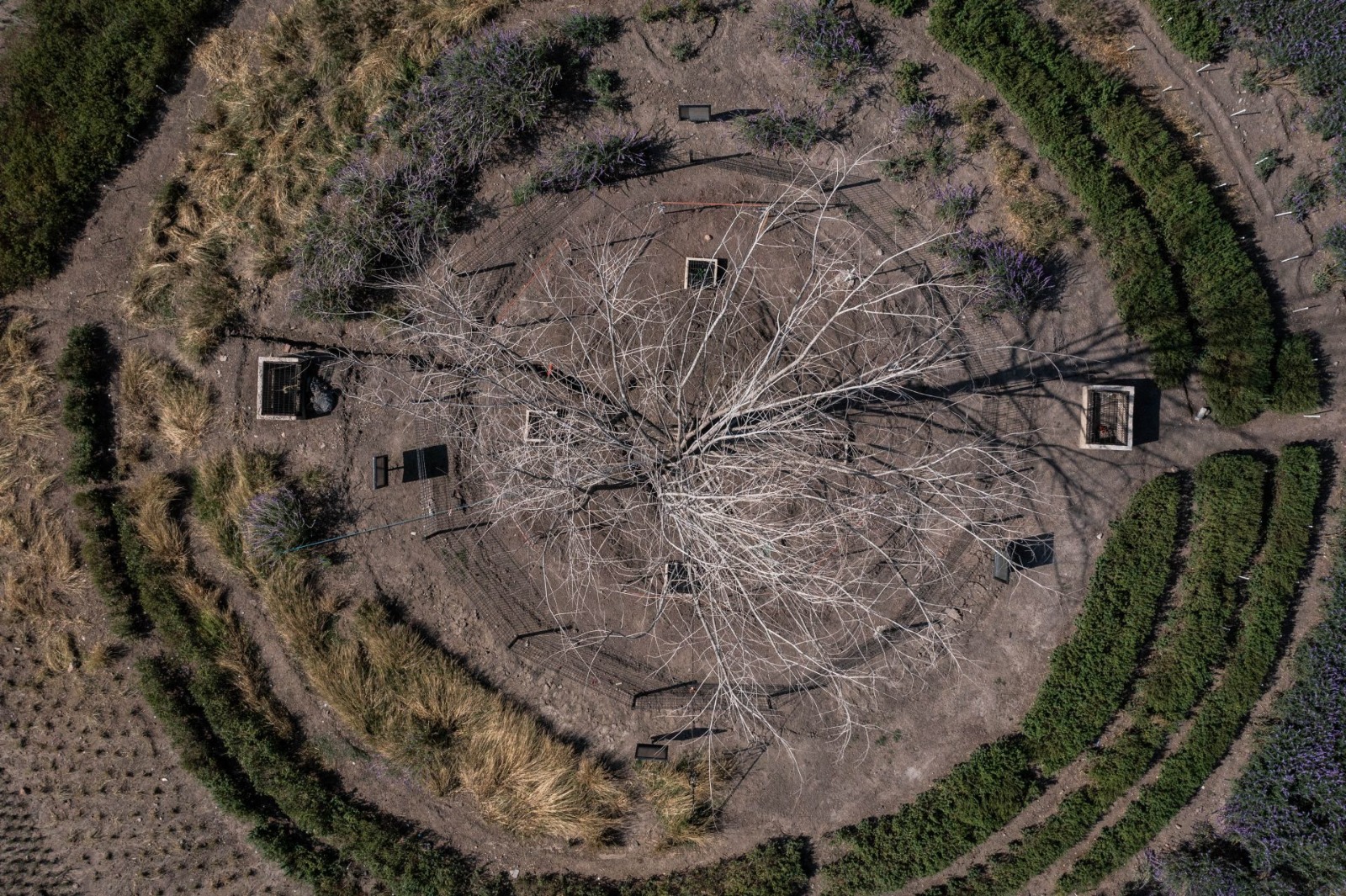 ¡Adiós! Retiran ahuehuete de Reforma | Aristegui Noticias