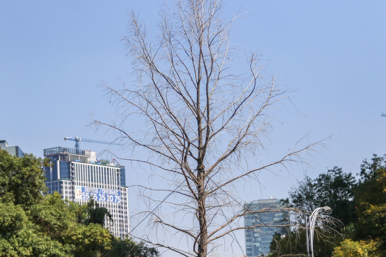 ¡Adiós! Retiran ahuehuete de Reforma | Aristegui Noticias
