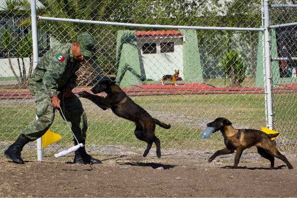De la estimulación temprana al rudo entrenamiento; la vida de los ...