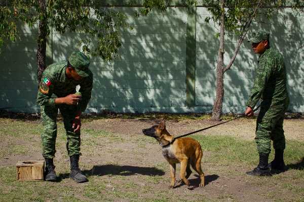 De la estimulación temprana al rudo entrenamiento; la vida de los ...
