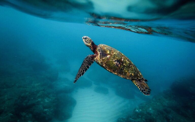 Muere Rémi Parmentier, cofundador de Greenpeace e histórico del ecologismo | Aristegui Noticias