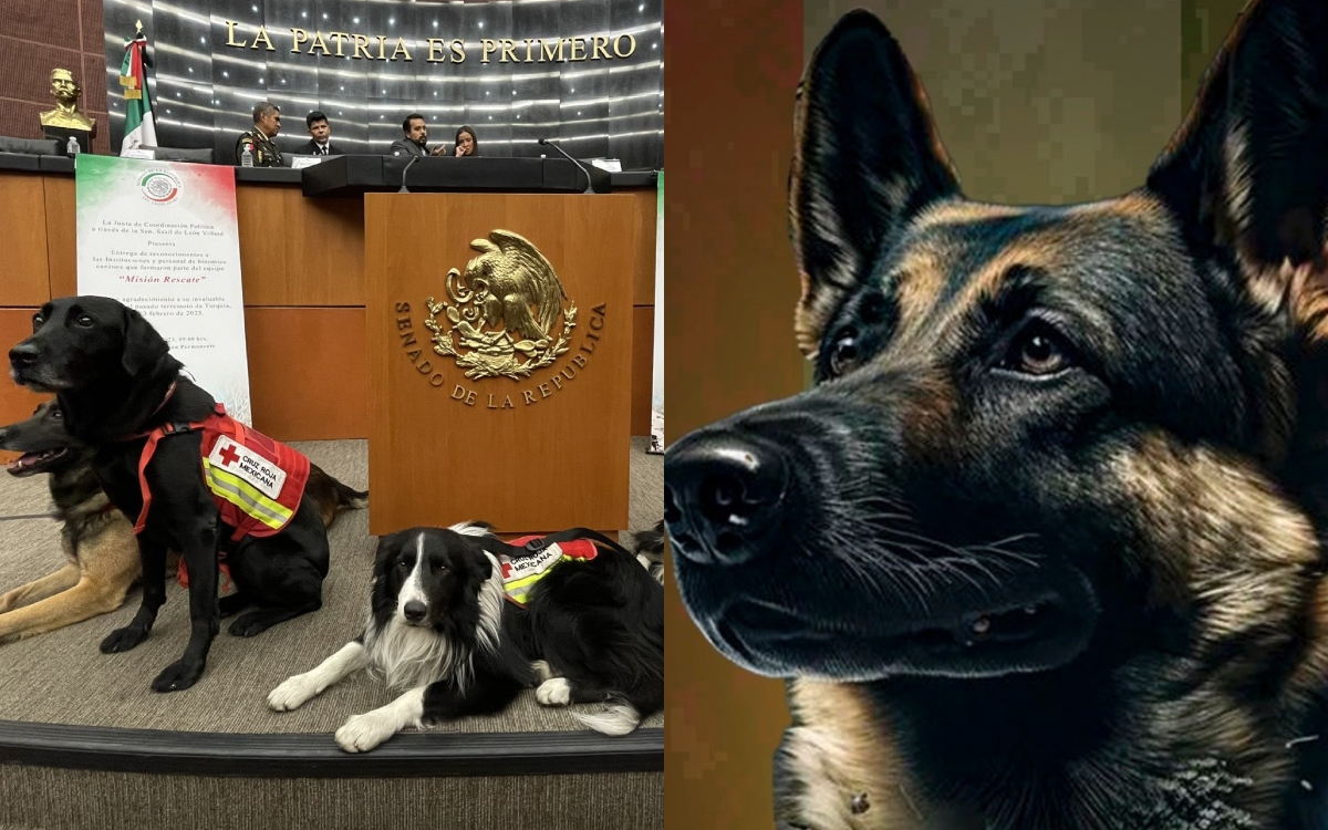 Video | Perros rescatistas en Turquía son reconocidos en el Senado ...