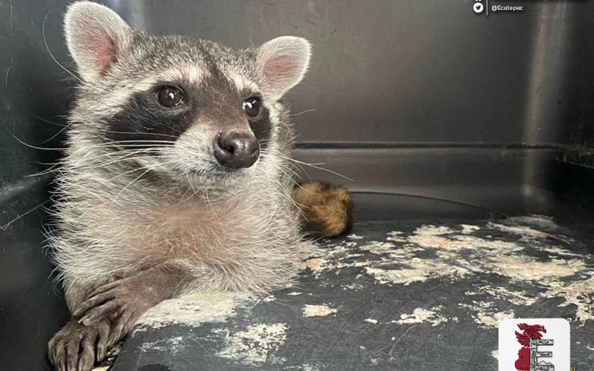 Rescatan a mapache en Ecatepec; sobrevivió comiendo basura | Aristegui ...