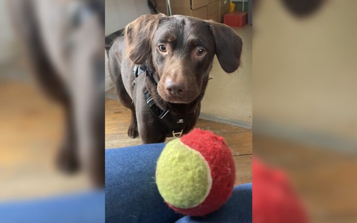 Coco, el perro que se recupera del alcoholismo | Aristegui Noticias