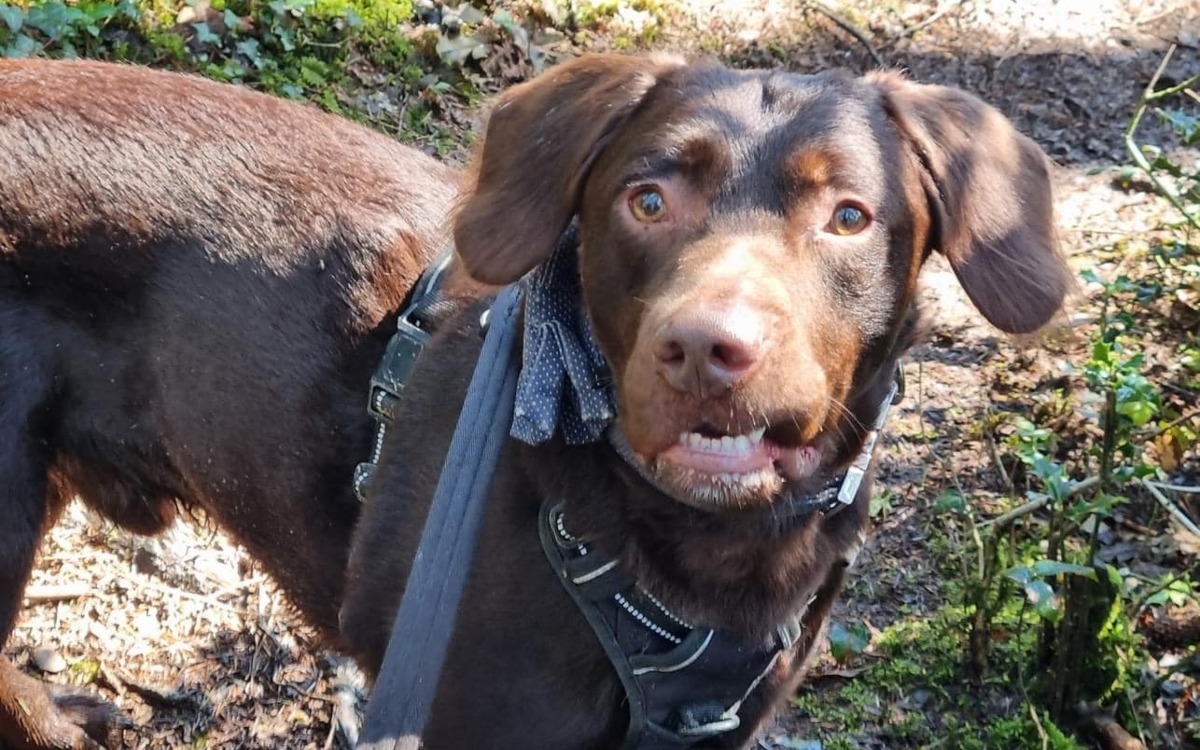 Coco, el perro que se recupera del alcoholismo | Aristegui Noticias