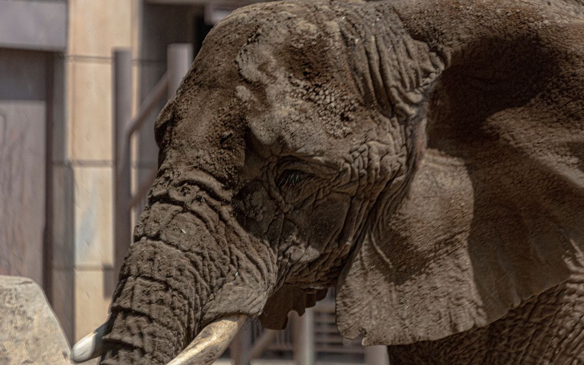 El paso lento de Ely, la elefante más triste del mundo | Aristegui Noticias