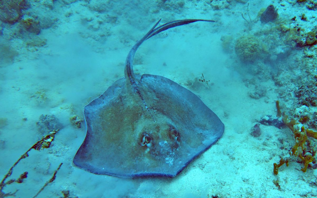 Mutilan a cientos de rayas en Sonora para 'proteger turistas ...