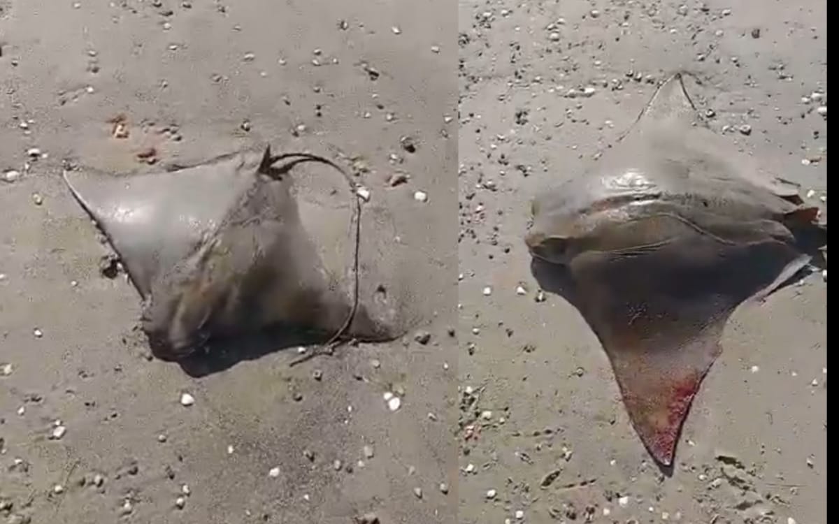Video | Ahora aparecen decenas de rayas muertas en una playa de Brasil ...