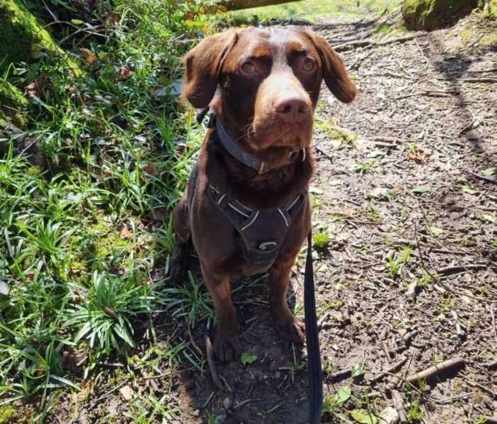 Coco, el perro que se recupera del alcoholismo | Aristegui Noticias