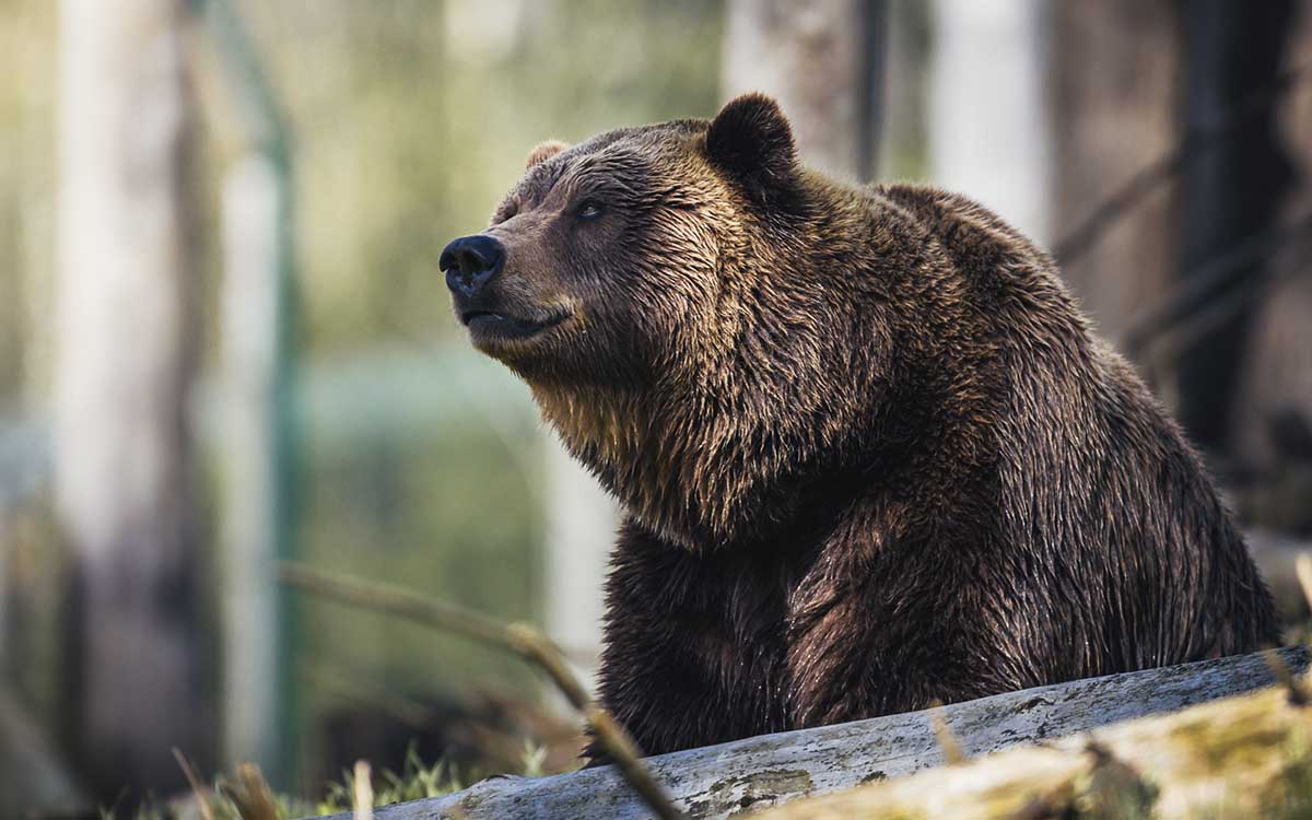 Italia: Capturan a osa que mató a corredor; protestan por orden de ...