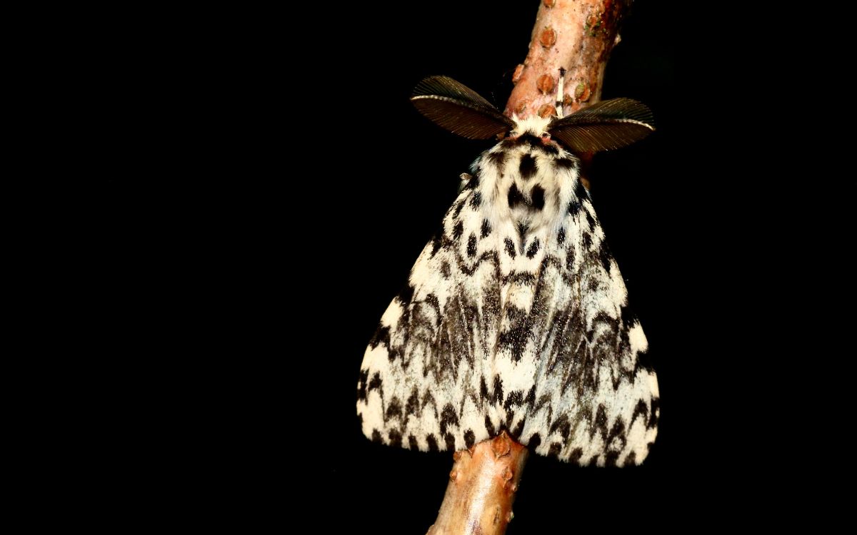 Las polillas son mejores polinizando que las abejas | Aristegui Noticias