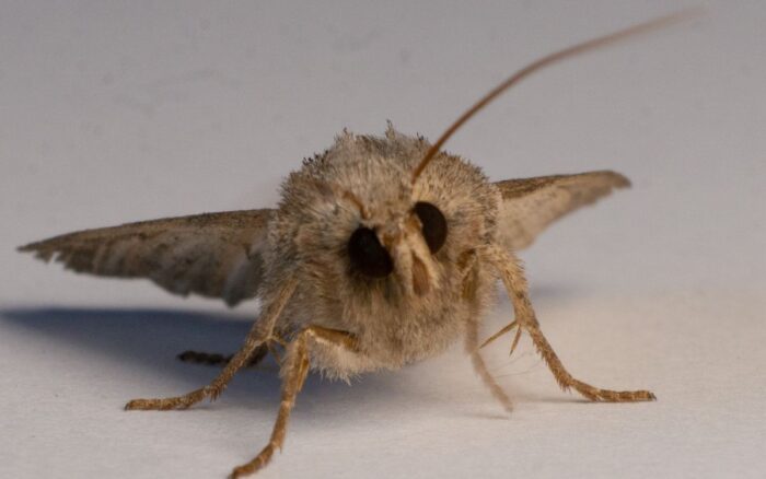 Las polillas son mejores polinizando que las abejas | Aristegui Noticias