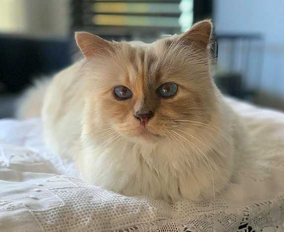Jared Leto se viste de la gata Choupette y triunfa en la Met Gala ...