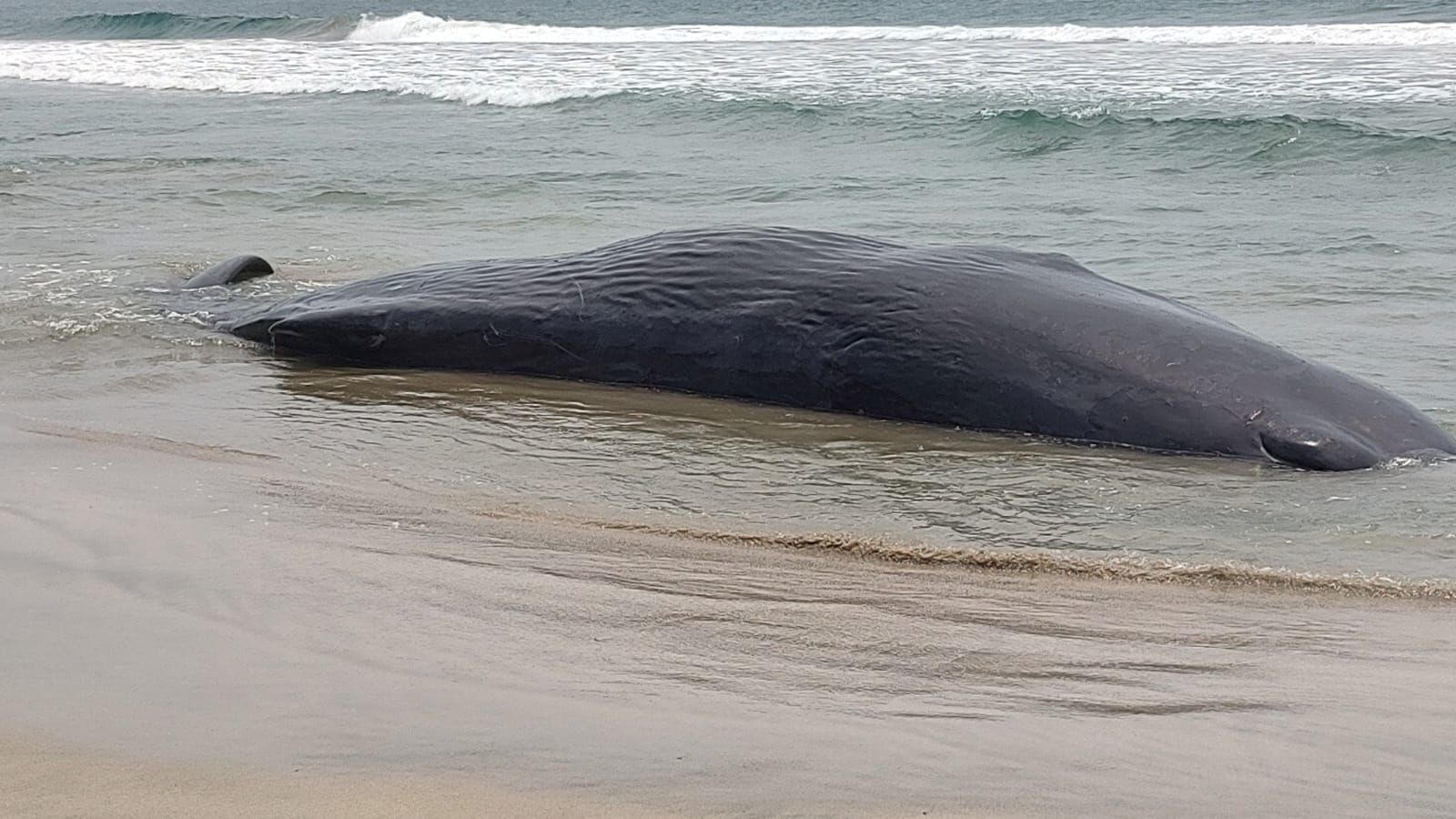 Video | Muere ballena de 7 metros en Playa Chipehua, Oaxaca | Aristegui ...