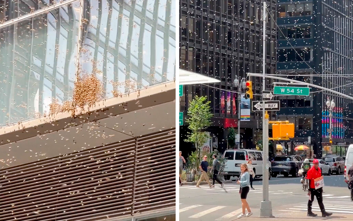 Miles de abejas invaden Times Square, Nueva York | Video | Aristegui Noticias