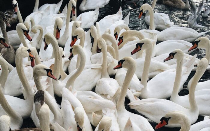 Cientos De Cisnes Se Vuelven Adictos Y Pierden La Habilidad De Volar