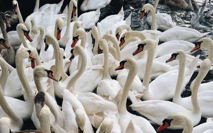 Cientos de cisnes se vuelven adictos y pierden la habilidad de volar ...