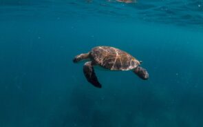 La Tierra está entrando a la sexta extinción masiva de especies ...