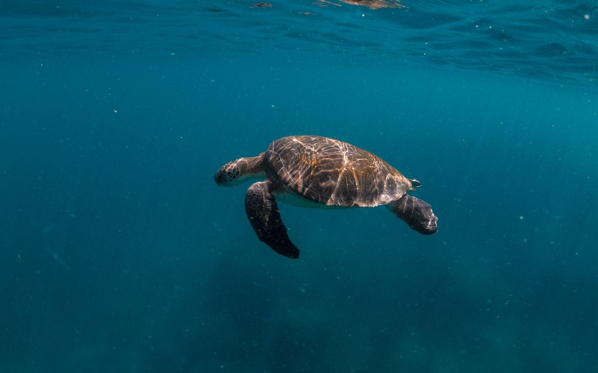La Tierra está entrando a la sexta extinción masiva de especies ...