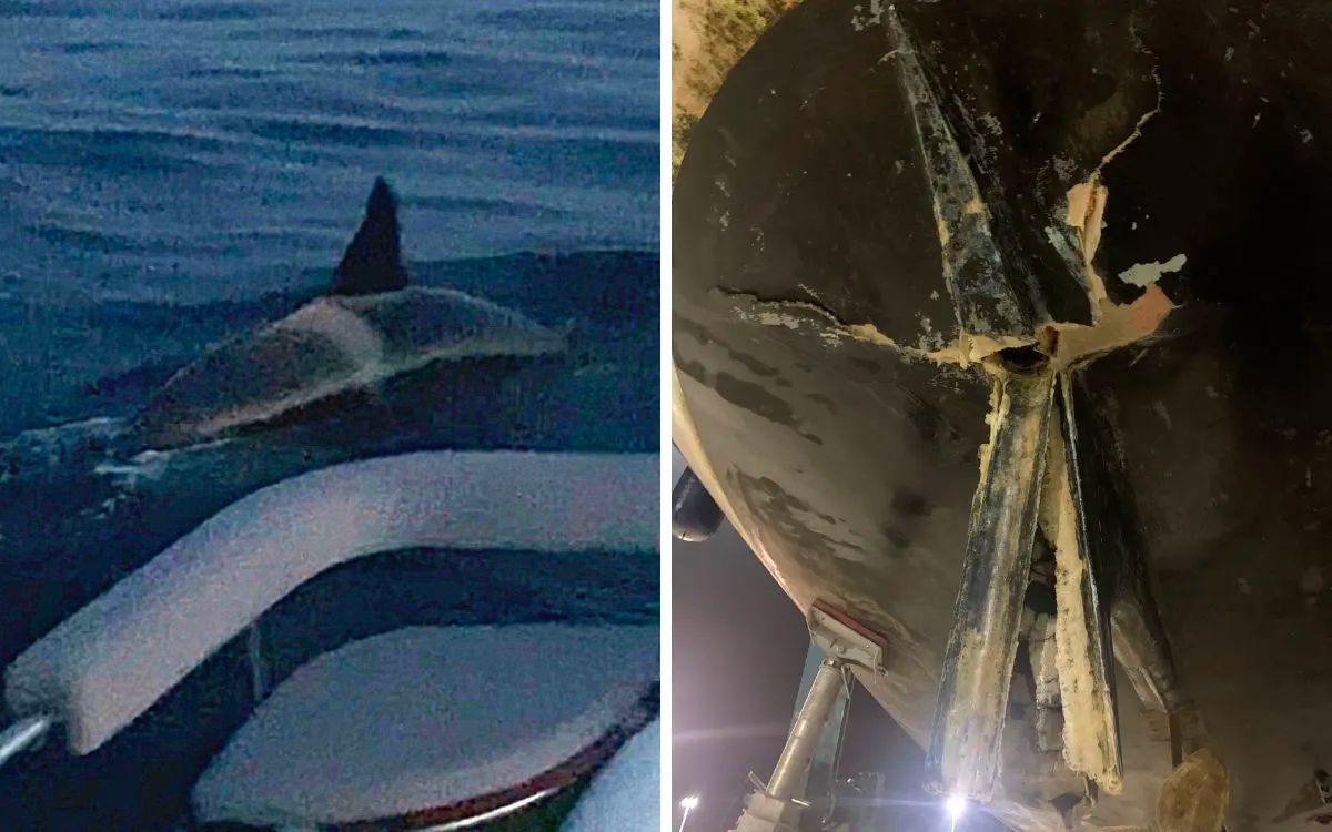 Gladis y sus orcas potencian 'rebelión': incrementan ataques contra ...