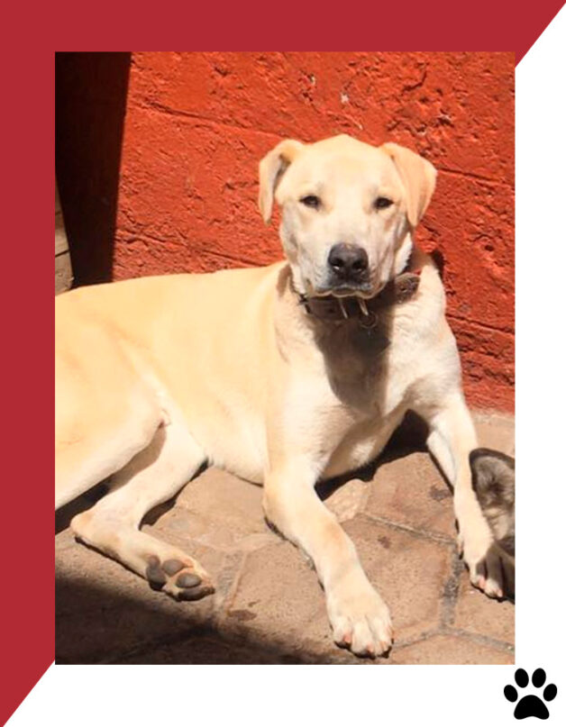 Día Mundial del Perro: Te presentamos a las mascotas de Aristegui ...