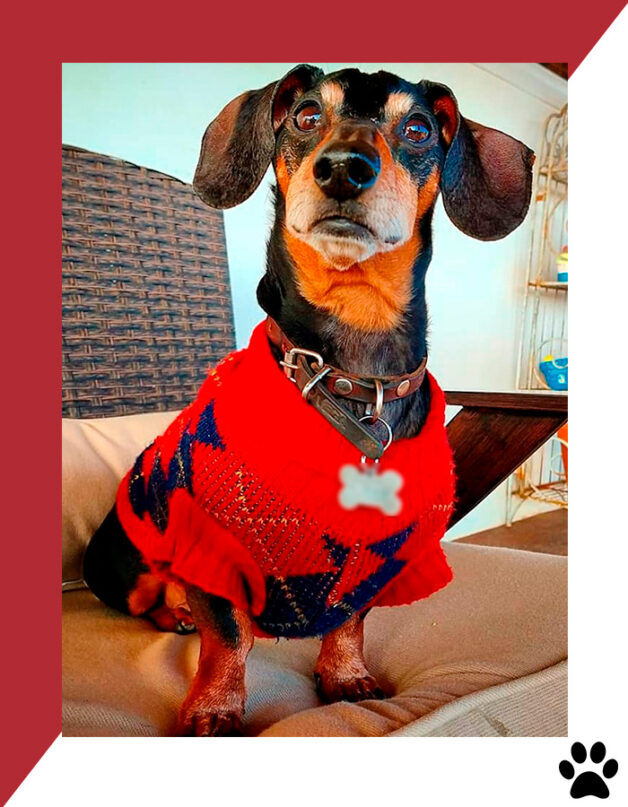 Día Mundial del Perro: Te presentamos a las mascotas de Aristegui ...