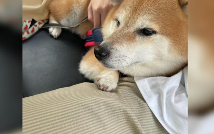 ¡Malas noticias! Empeora la salud de Cheems, el famoso perrito de los ...