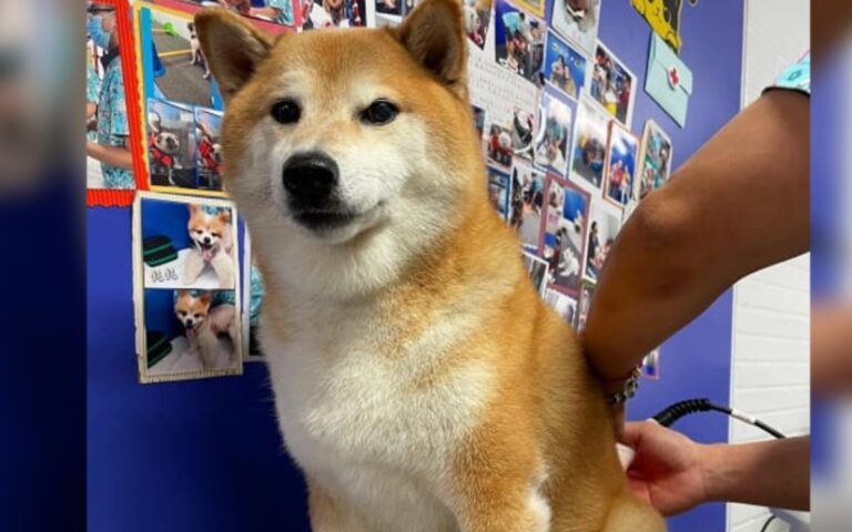 ¡Hasta siempre, Cheems! Internet se despide del icónico perrito de los ...