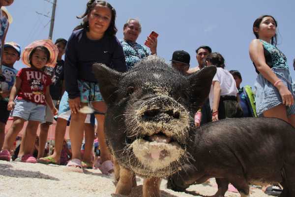 Vacaciona con los cerditos: conoce la Pig Beach | Aristegui Noticias