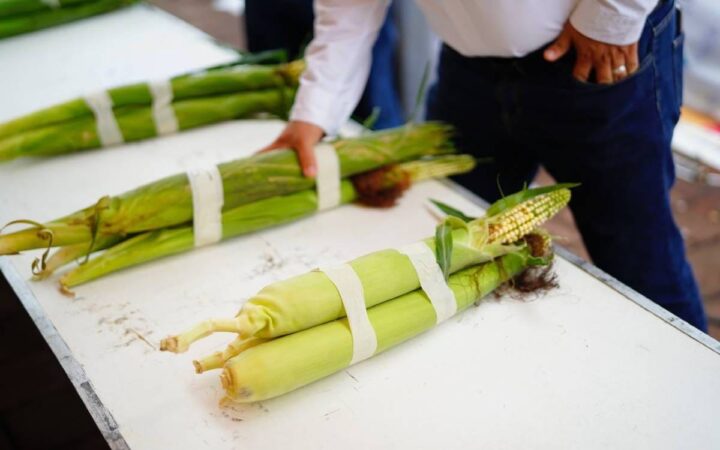 Nayarit tiene el elote más grande del mundo con 49 centímetros ...