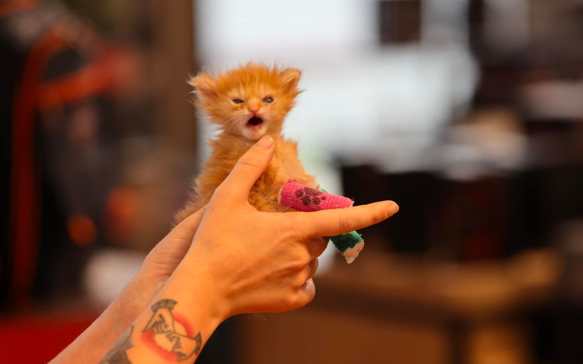 Vida y muerte de Tater Tot, gatito enyesado que inspiró a millones de internautas | Aristegui ...