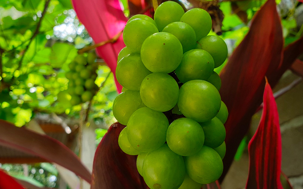 ¿Cuáles son los beneficios de las uvas? | Aristegui Noticias