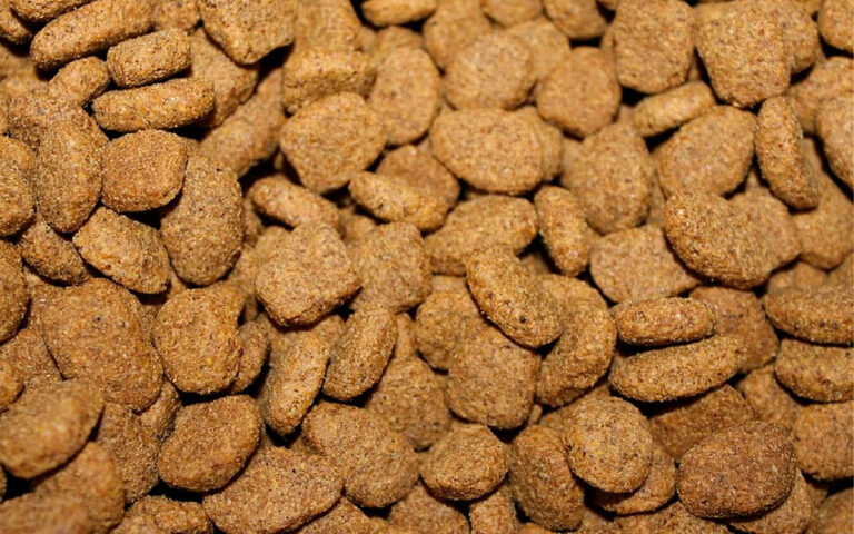 Estos son las 5 mejores croquetas para perro, según Profeco | Aristegui ...