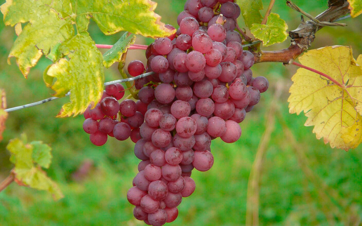 ¿Cuáles son los beneficios de las uvas? | Aristegui Noticias