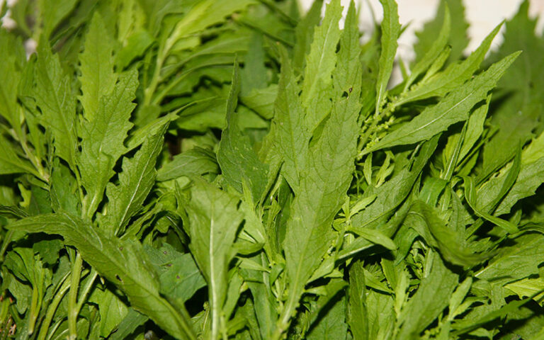 ¿Para qué sirve el epazote? | Aristegui Noticias