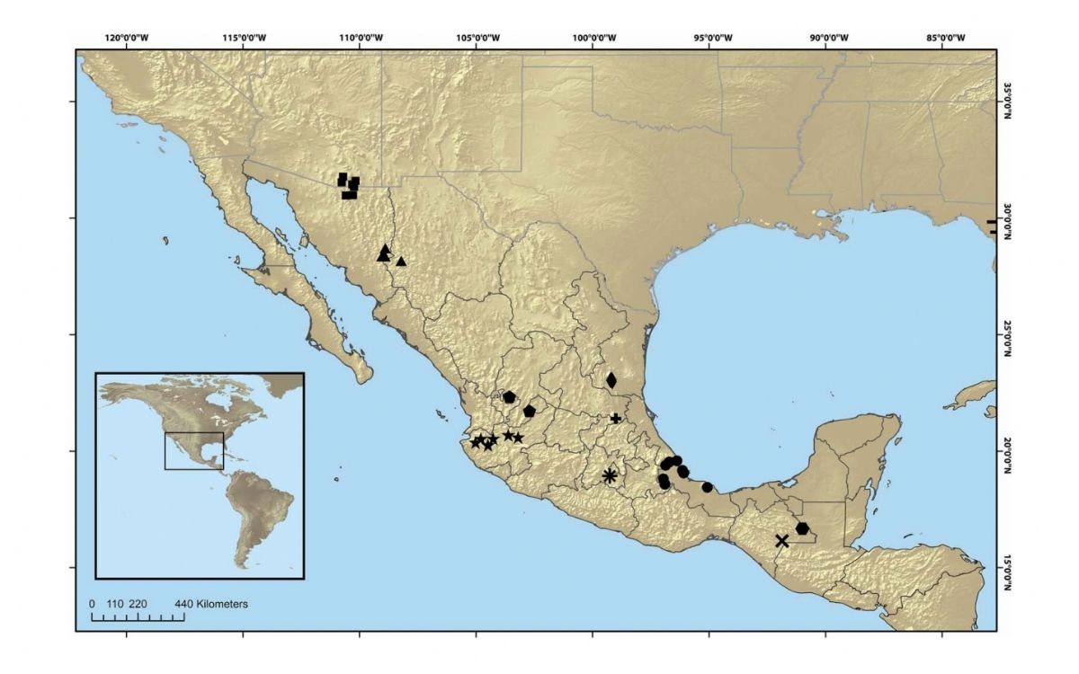 Descubren en México tres nuevas especies de vinagrillo gigante ...