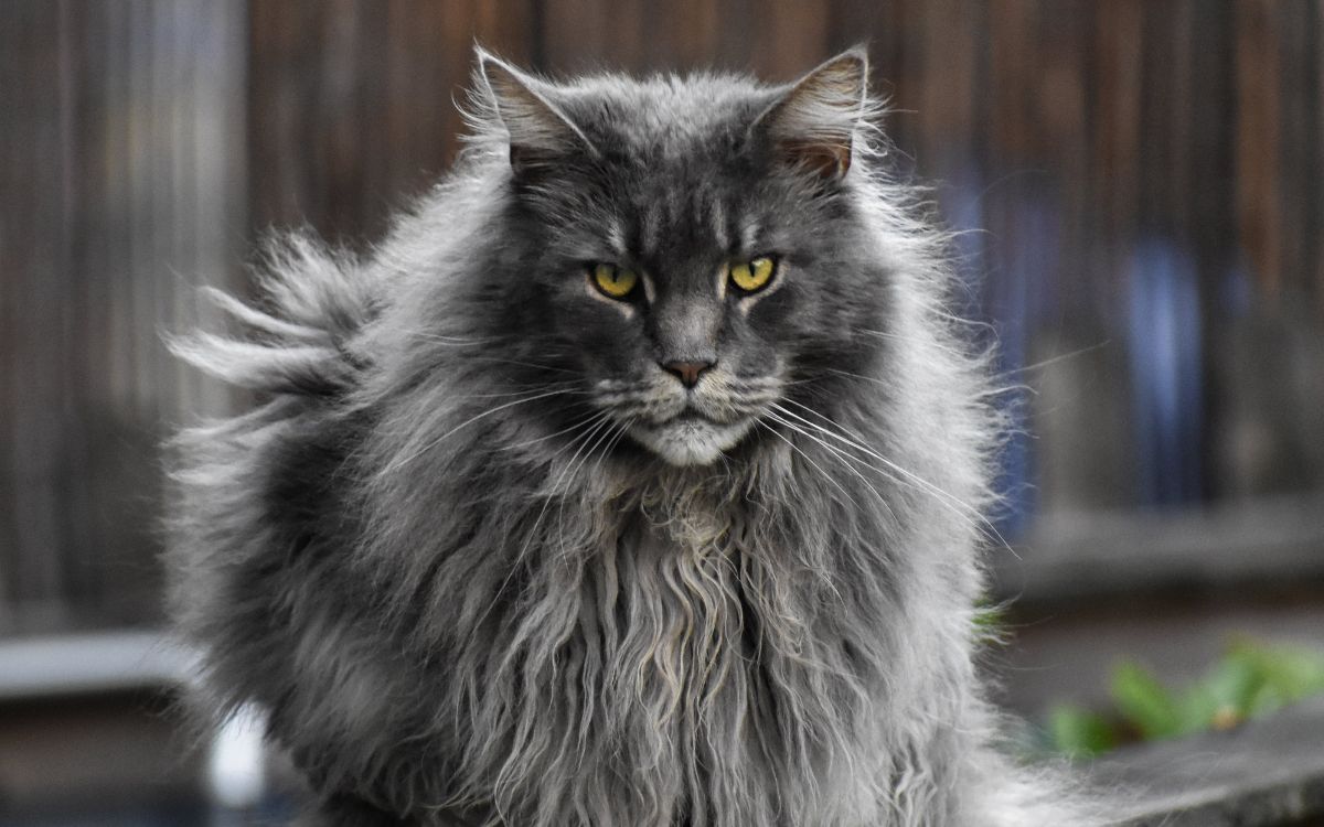 Gatos salvajes y domésticos no se mezclaron durante milenios... hasta ...