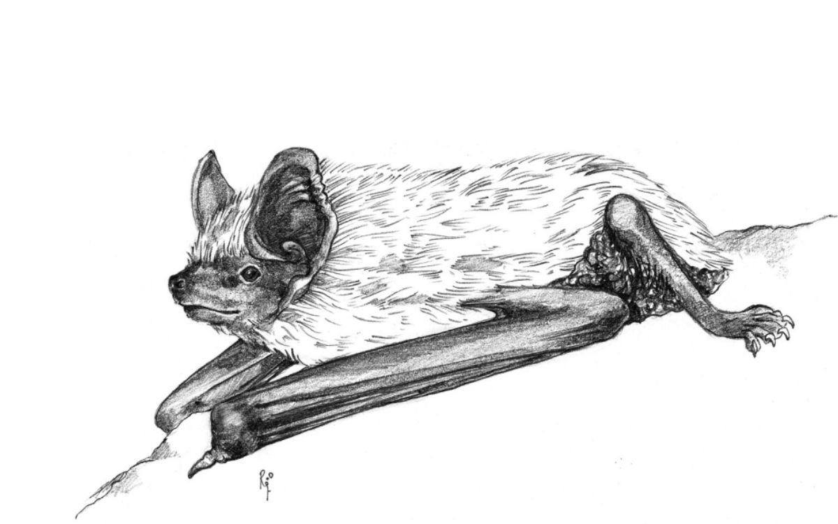 Un murciélago, primer mamífero que se aparea sin penetración ...