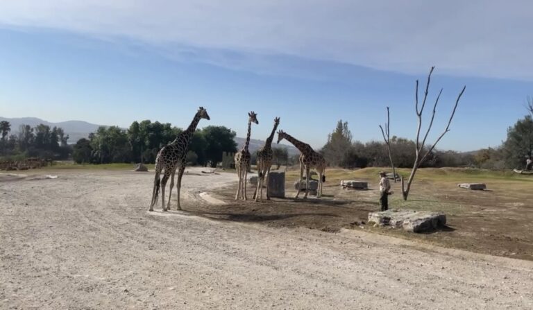 ¡Se logró! Benito se reúne con su nueva familia en Africam Safari ...