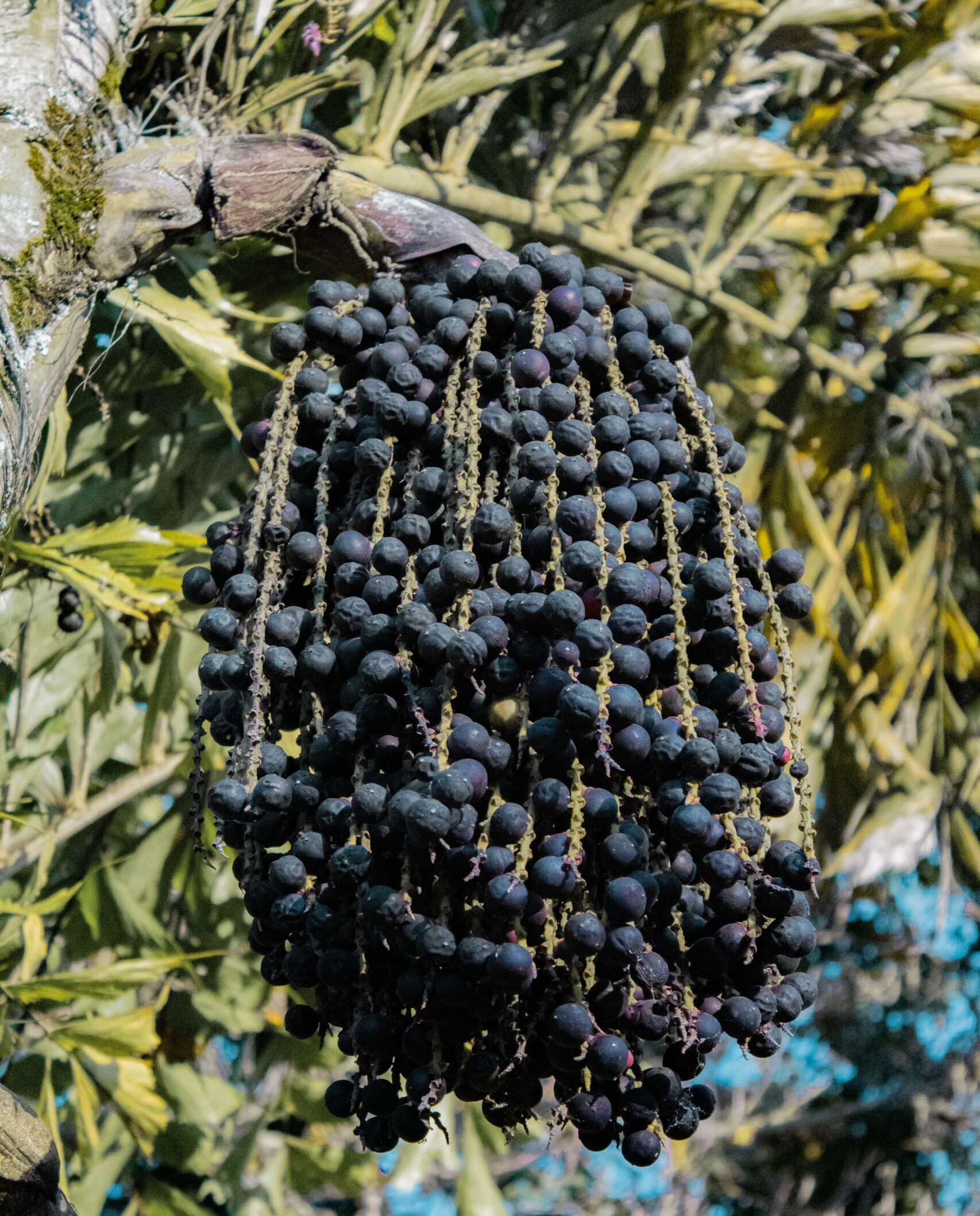 ¿Qué es el asaí y para que sirve? | Aristegui Noticias