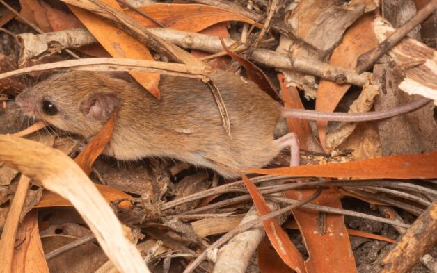 Una especie de ratón se convierte en tres distintas | Aristegui Noticias